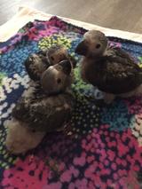 Midnight Parrot Parrot Available Babies, Macaws for sale, parrots for ...