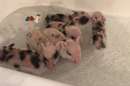 Mini Pigs for Sale | Lil' Smokies Julianas