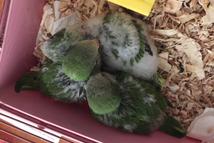 Midnight Parrot Parrot Available Babies, Macaws for sale, parrots for ...