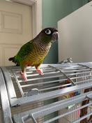 Midnight Parrot Parrot Available Babies, Macaws for sale, parrots for ...