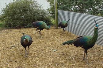 Java Green, Muticus-Muticus