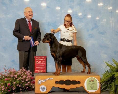 Legendary Rottweilers, German Rotts, ADRK lines, German Rottweilers ...