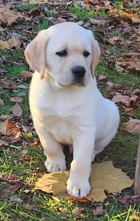 Home [www.bristolcountylabradors.com]