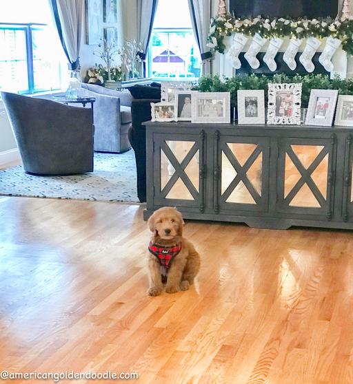 Goldendoodle Puppies for Sale Massachusetts - American Goldendoodle