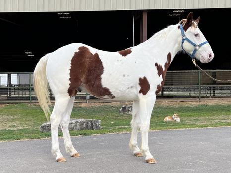 Horses for Sale | Whiskey Canyon Ranch