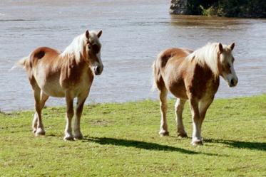 Meet The Horses - Horseback Riding Tipton Iowa City Cedar Valley Stables