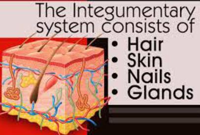 Integumentary system