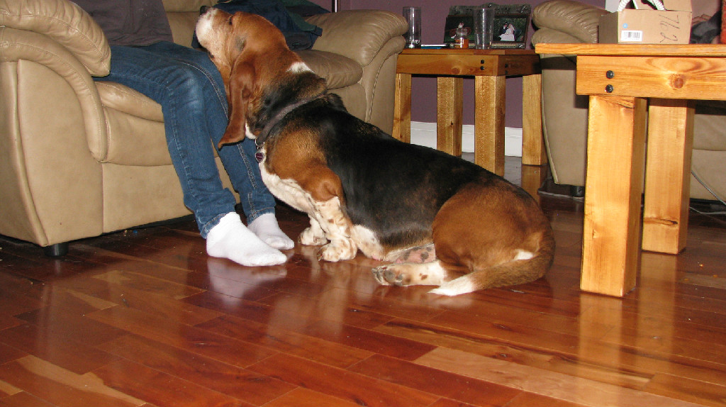 Adult Bassets