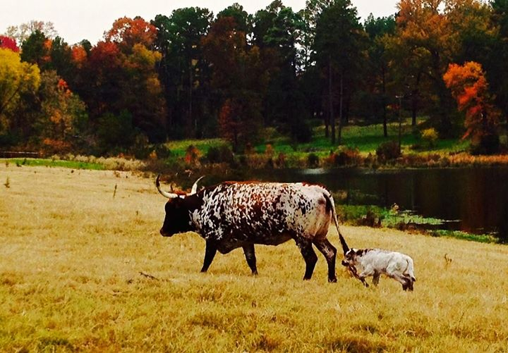 Gary Griffith in Dallas, Tx