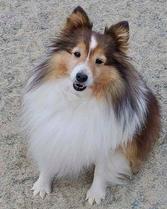 Home [www.toysheltieclubofamerica.com]