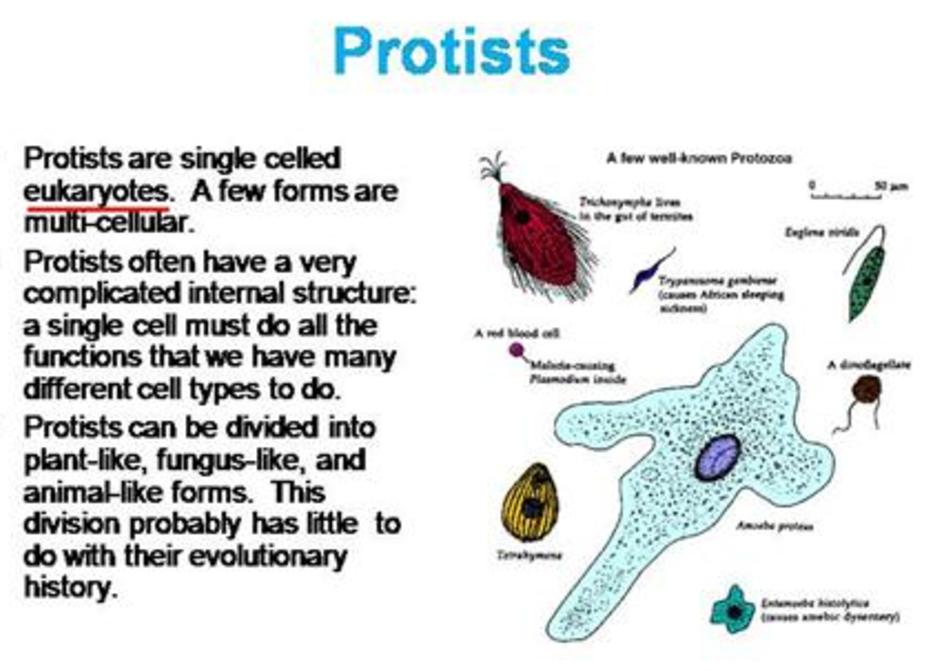 viruses bateria protists