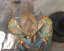 Eating Grade Yabbies