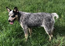 JMS Mini Heelers