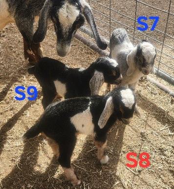 Sales Information Breeding Kidding