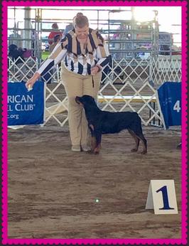 Legendary Rottweilers, German Rotts, ADRK lines, German Rottweilers ...