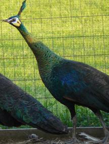 Java Green, Muticus-Muticus