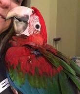 Midnight Parrot Parrot Available Babies, Macaws for sale, parrots for ...