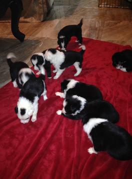 The Border Collie Lady - border collie puppies for sale, border collie ...