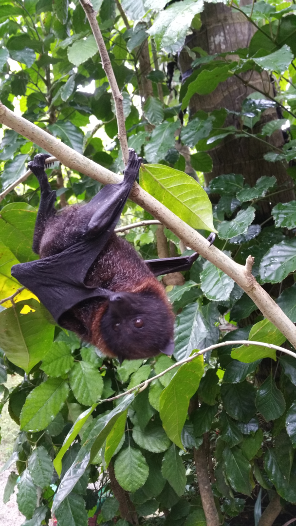 Home [www.wildlifemicronesia.org]