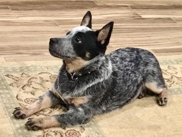 JMS Mini Heelers