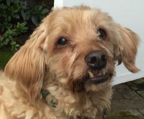 Tails of Gray Senior Dog Rescue available dogs