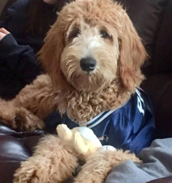 Goldendoodle Puppies for Sale Massachusetts - American Goldendoodle