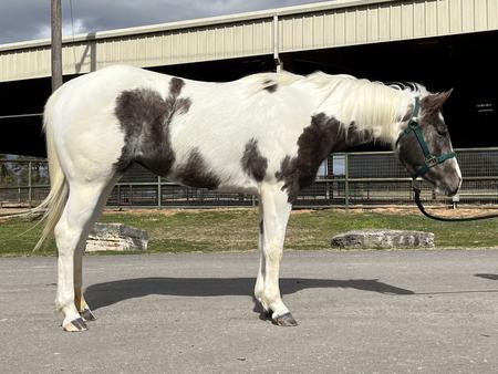 Horses for Sale | Whiskey Canyon Ranch