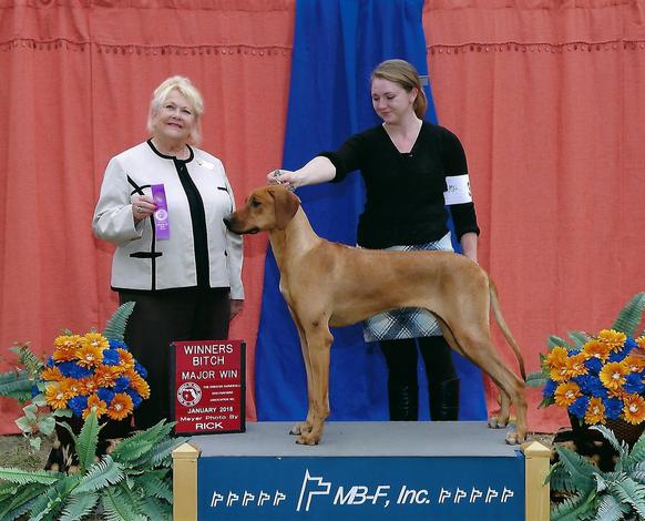 Rhodesian Ridgeback Puppies for Sale FL | Chioke Rhodesians