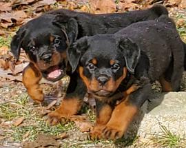 Western Family Ranch - german rottweiler puppies