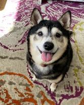 Welcome [www.paw-sit.com]