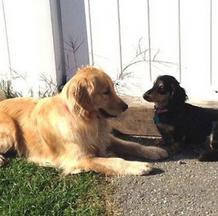 Home [thecoastaldog.net]