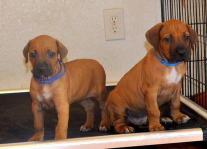 Rhodesian Ridgeback Puppies for Sale FL | Chioke Rhodesians