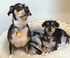 Tails of Gray Senior Dog Rescue available dogs