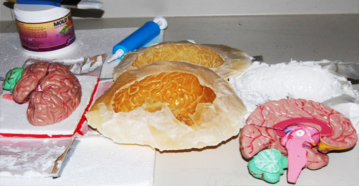 How To Make A Brain Model Out Of Styrofoam
