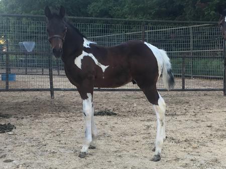 Horses for Sale | Whiskey Canyon Ranch