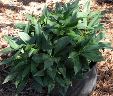 Plants available now