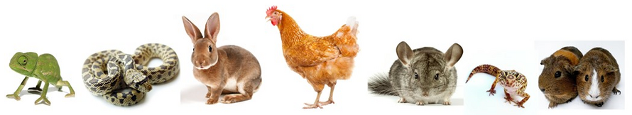 The Nature Company - Live Animal Show, Live Animal Birthday Party