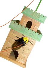 Pocket Pets - Pet Bugs, Roly Poly Farms