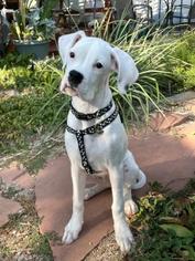 Welcome [www.paw-sit.com]