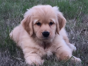 Golden Retriever - Quality Golden Retriever Puppies for sale