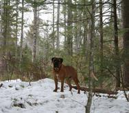 Home [www.boulderridgekennels.com]