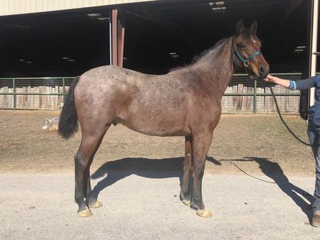 Horses for Sale | Whiskey Canyon Ranch