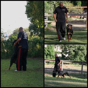 Legendary Rottweilers, German Rotts, ADRK lines, German Rottweilers ...