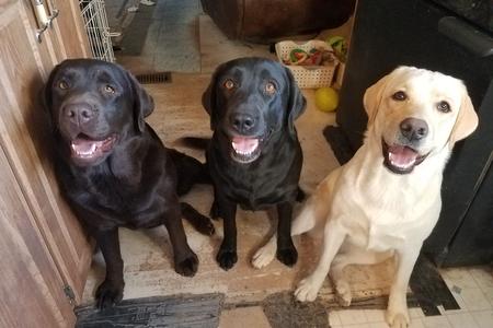 Home [www.sundancerlabs.com]