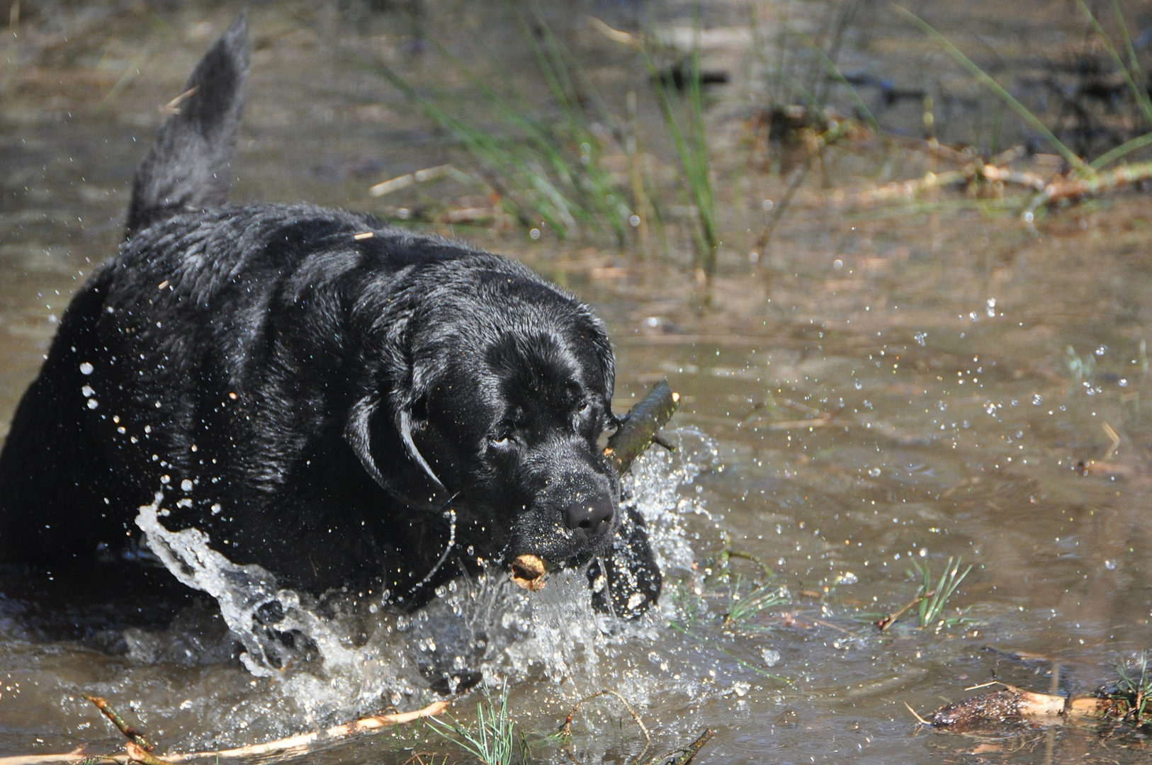 Where Is Greenstone Labradors Located
