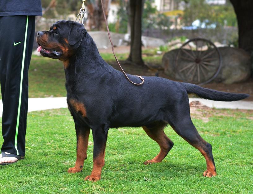 Von Ruelmann Rottweilers inc - German Rottweiler Puppies For Sale ...