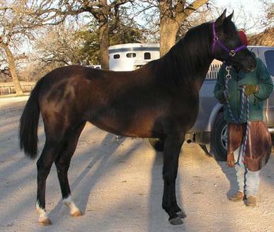Deborah Brunhild - Top Arabian Horses For Sale And Lease, Black Arabian ...