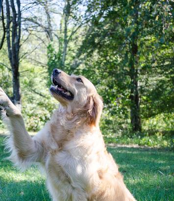 Goldendoodle Puppies for Sale Massachusetts - American Goldendoodle