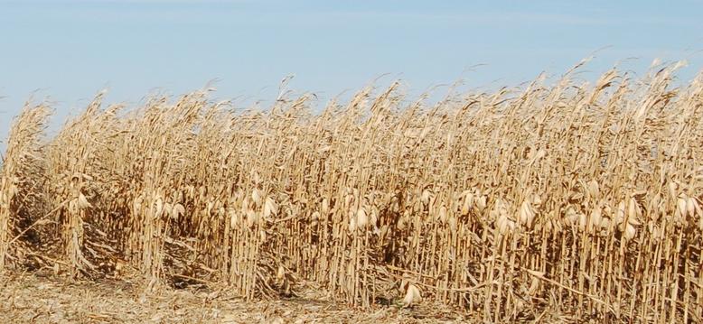 Home [www.cornpickerbook.com]