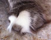 Welcome [www.paw-sit.com]